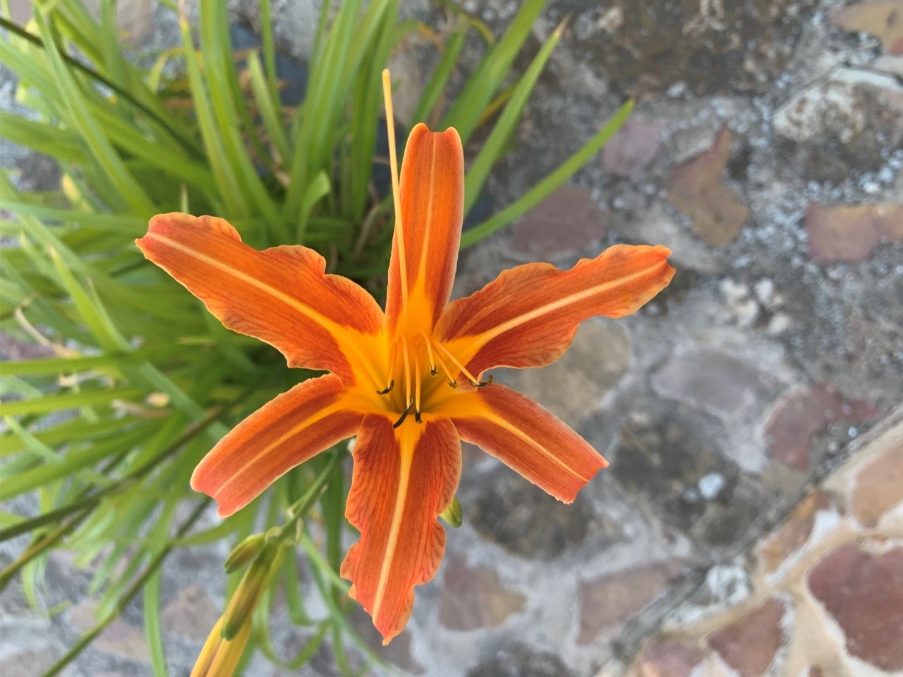 HEMEROCALLIS FULVA - Entorno en Verde