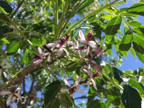 Cinamomo, melia - Entorno en Verde