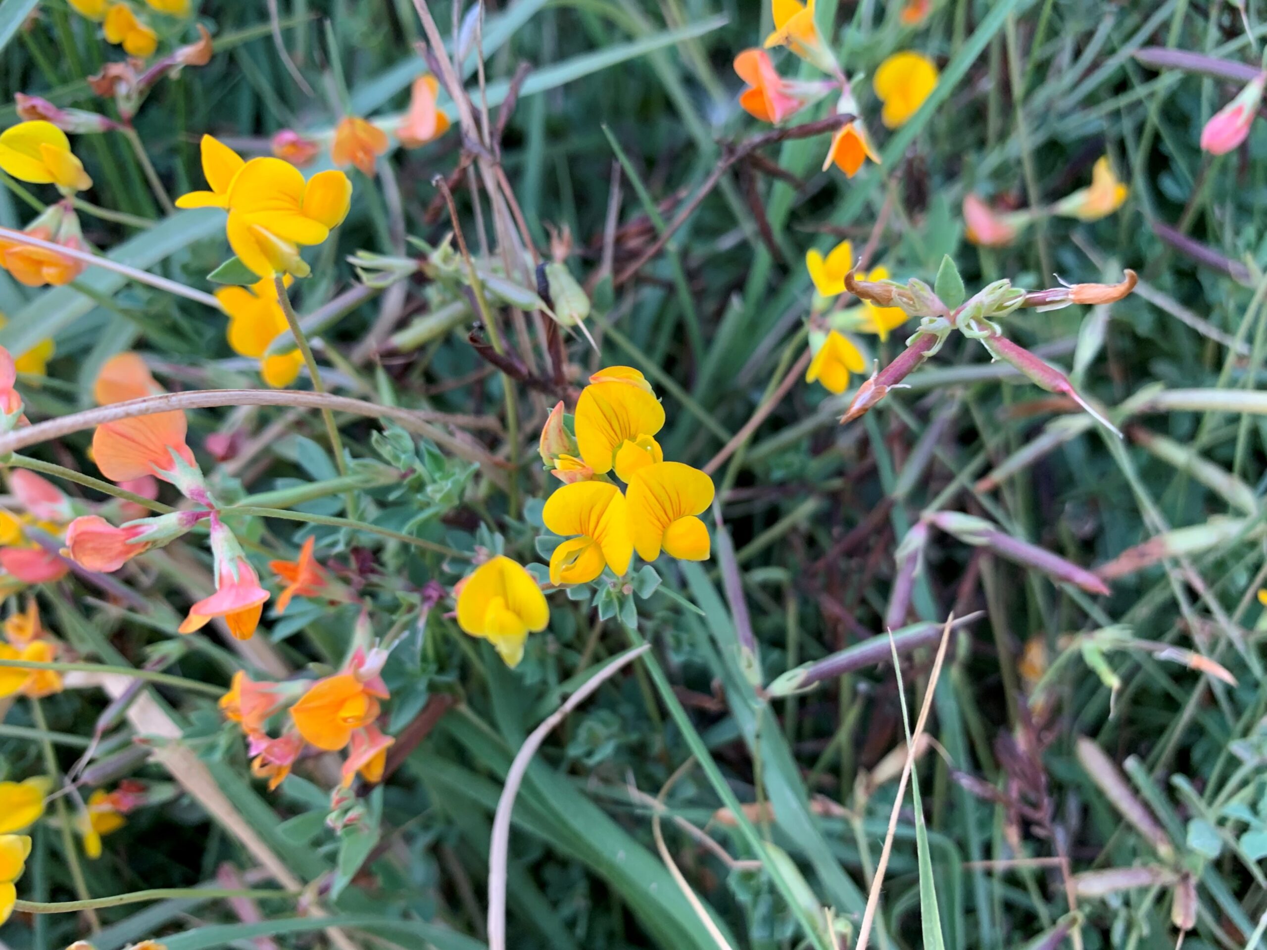 Herraduras - Hippocrepis comosa - Entorno en Verde