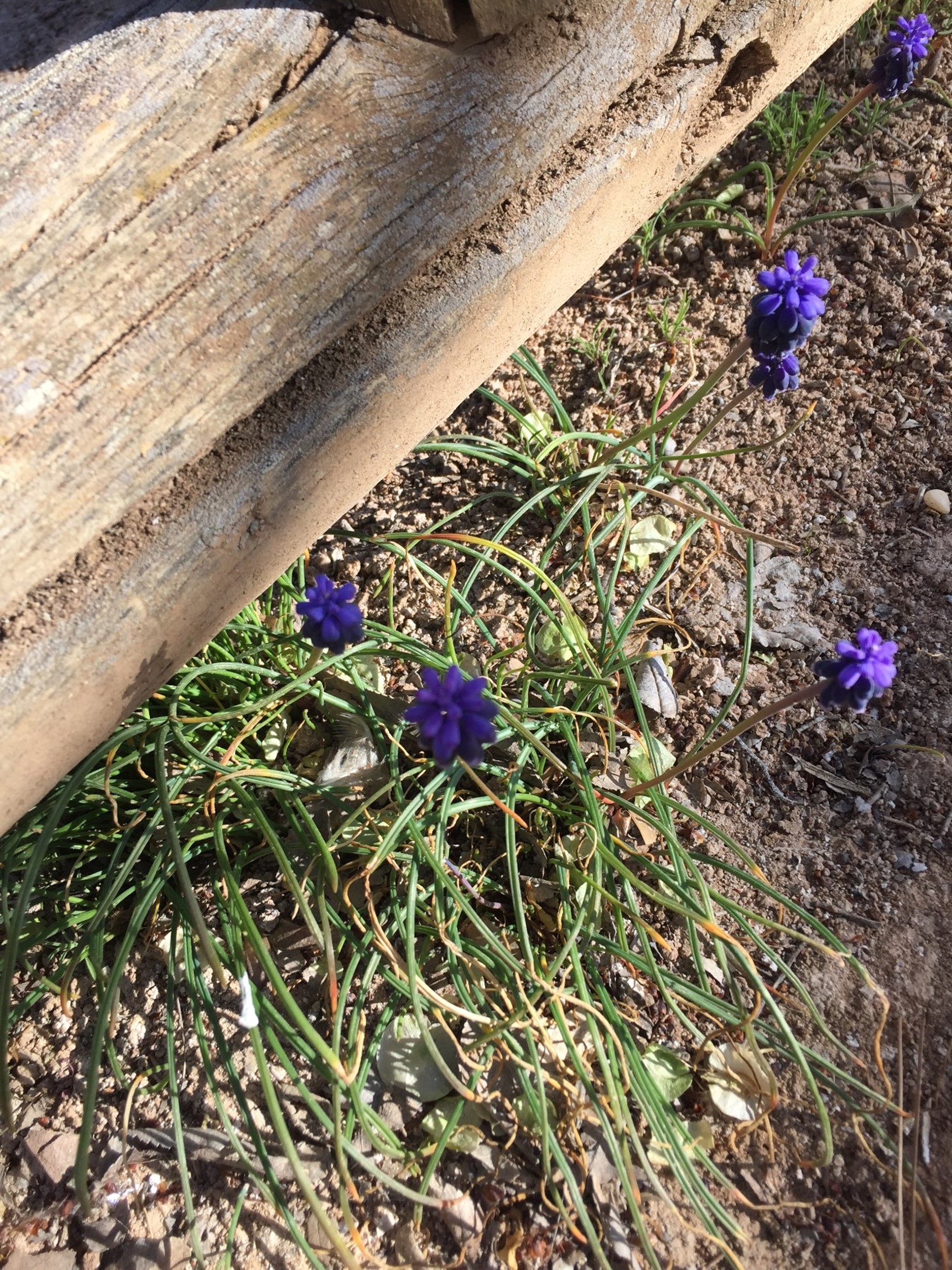 Muscari neglectum - Nazareno - Entorno en Verde