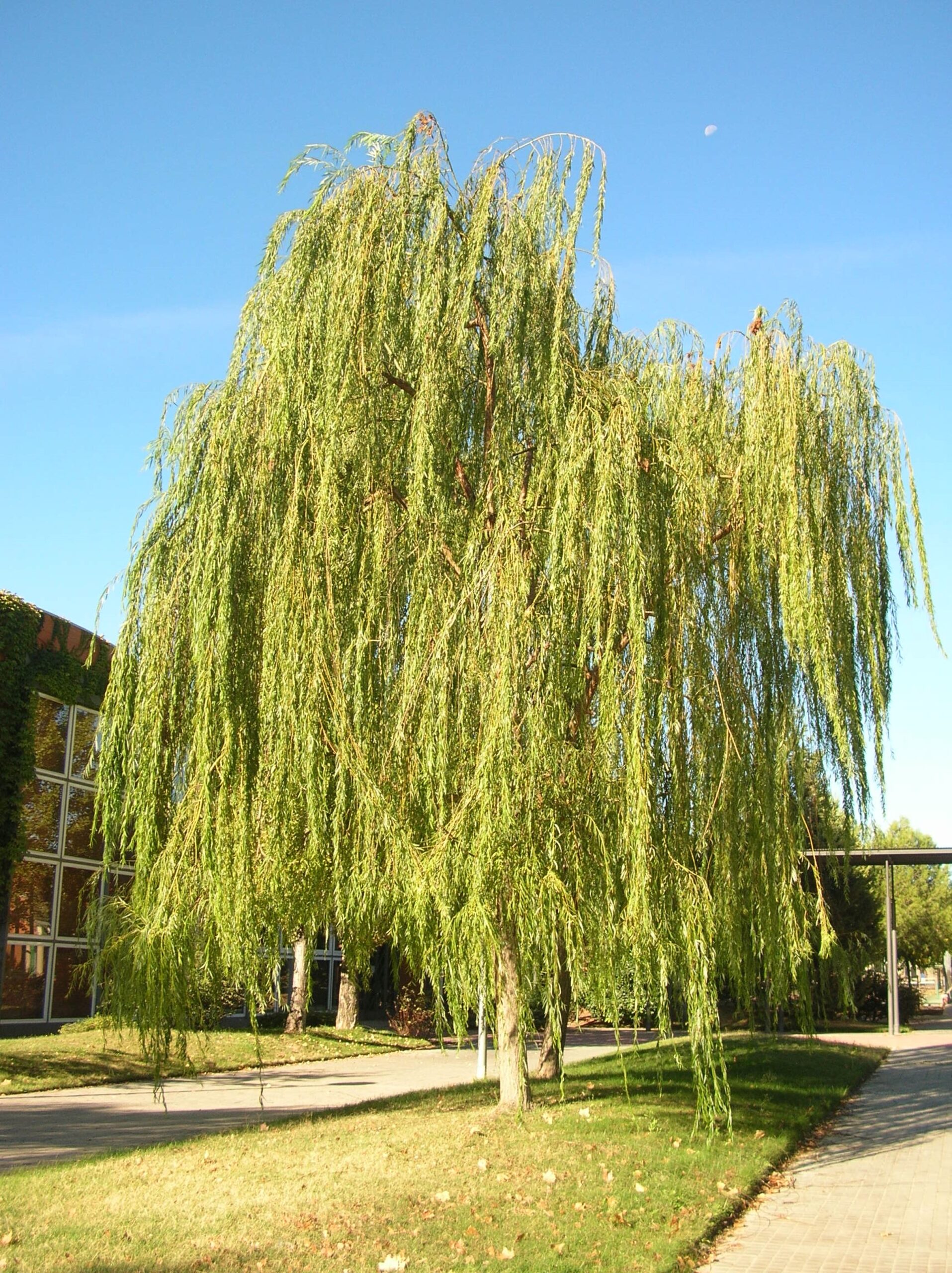 Sauce llorón - Salix babylonica - Entorno en Verde