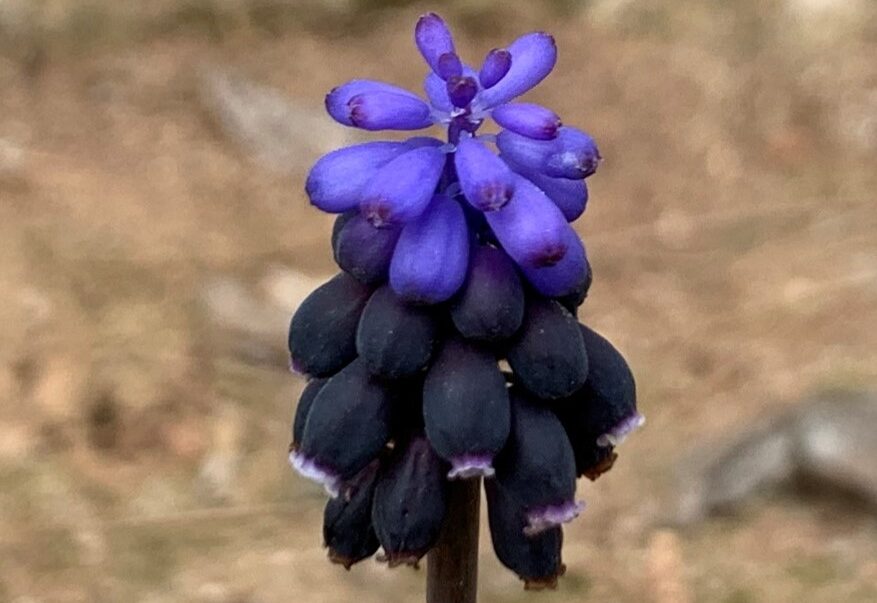 Curiosidades del Muscari neglectum: el nazareno silvestre que florece ...